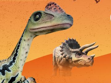 Newcastle Races | High Gosforth Park | Newcastle Racecourse